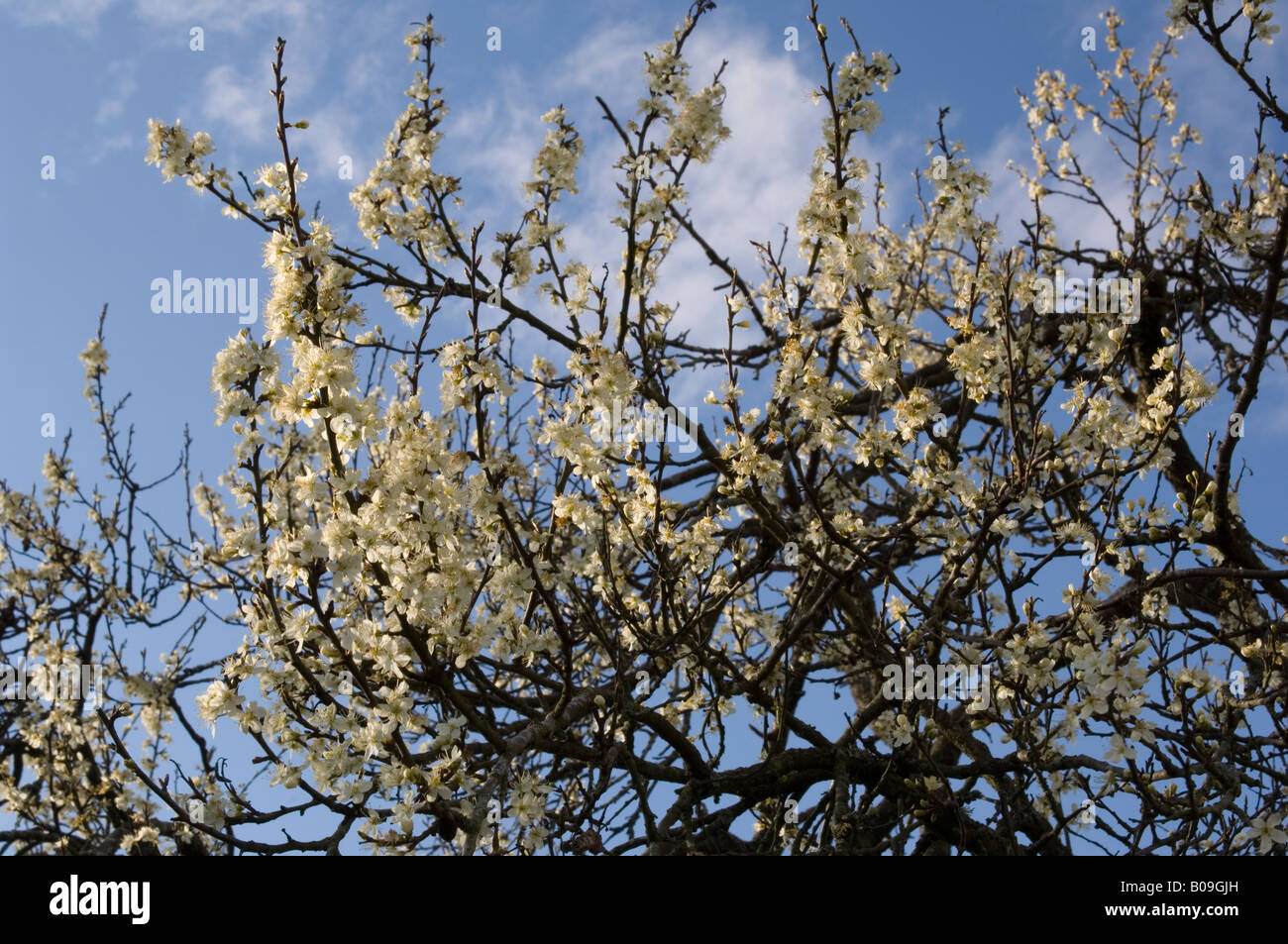 Damson trees in blossom in the Lythe Valley Cumbria England Stock Photo ...