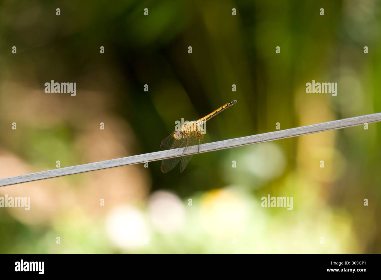 Insects of kerala hi-res stock photography and images - Alamy