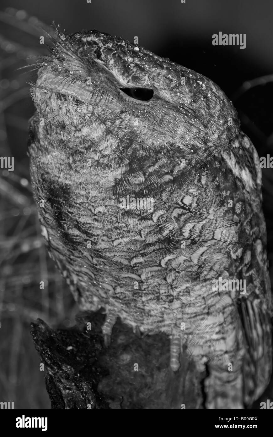 Tawny Frogmouth Podargus strigoides Stock Photo - Alamy