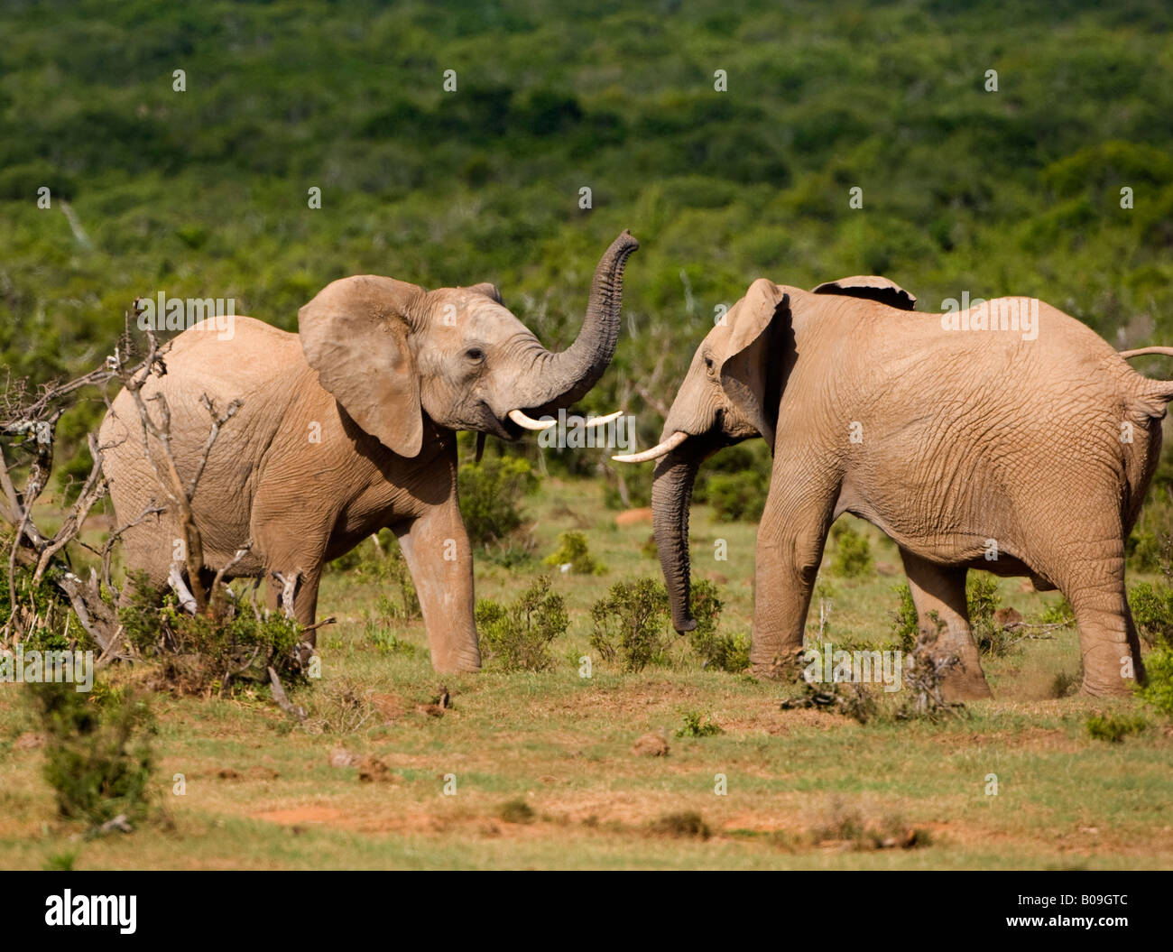 Elephants with trunk raised hi-res stock photography and images - Alamy