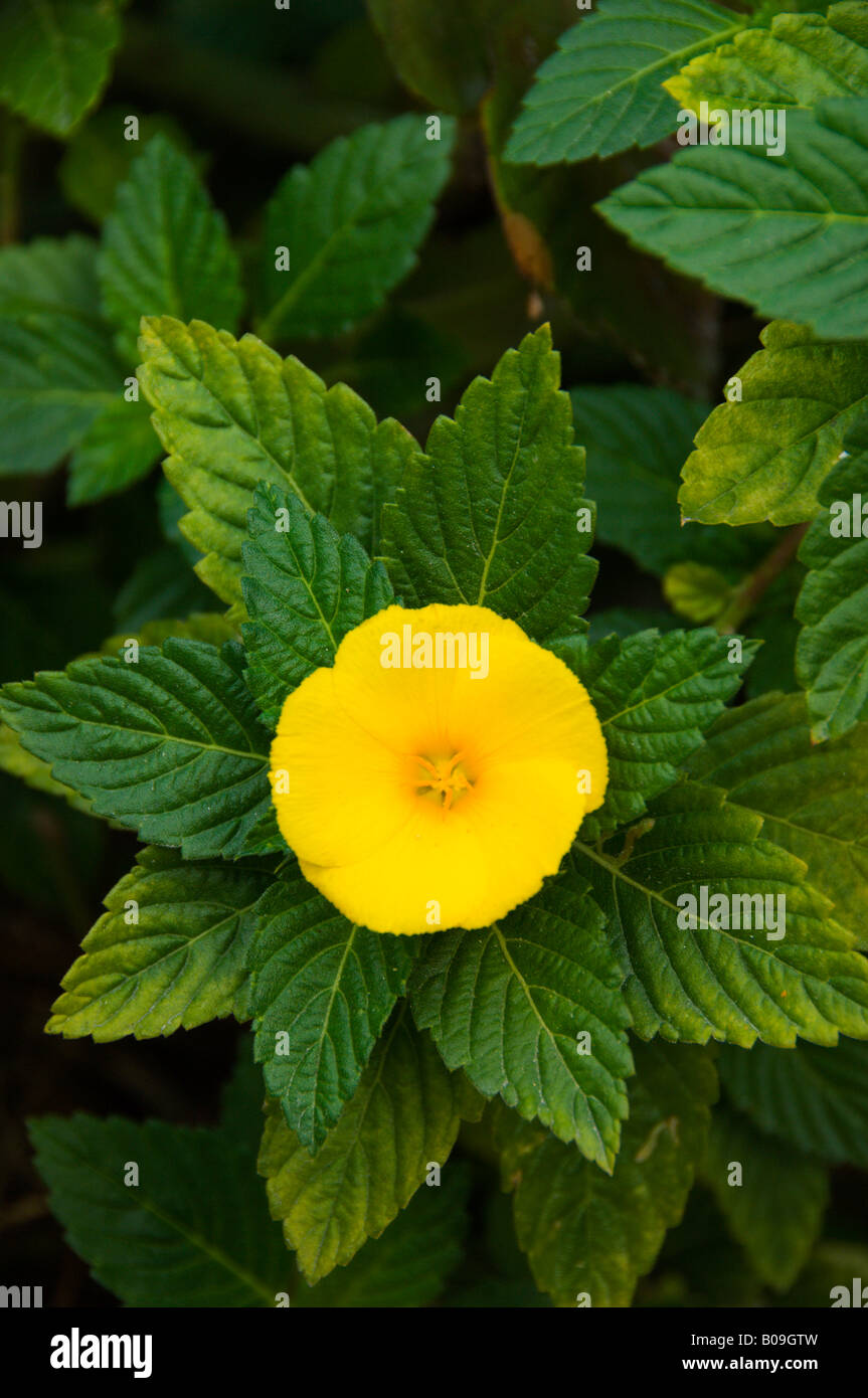 Cuban Buttercup Plant