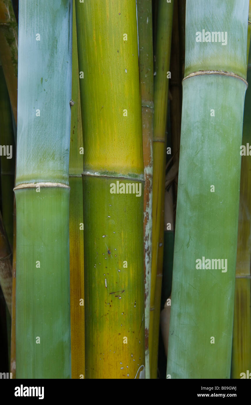 Bambusa textilis Kanapaha Graminae Wong Chuk Royal Bamboo at Kanapaha ...