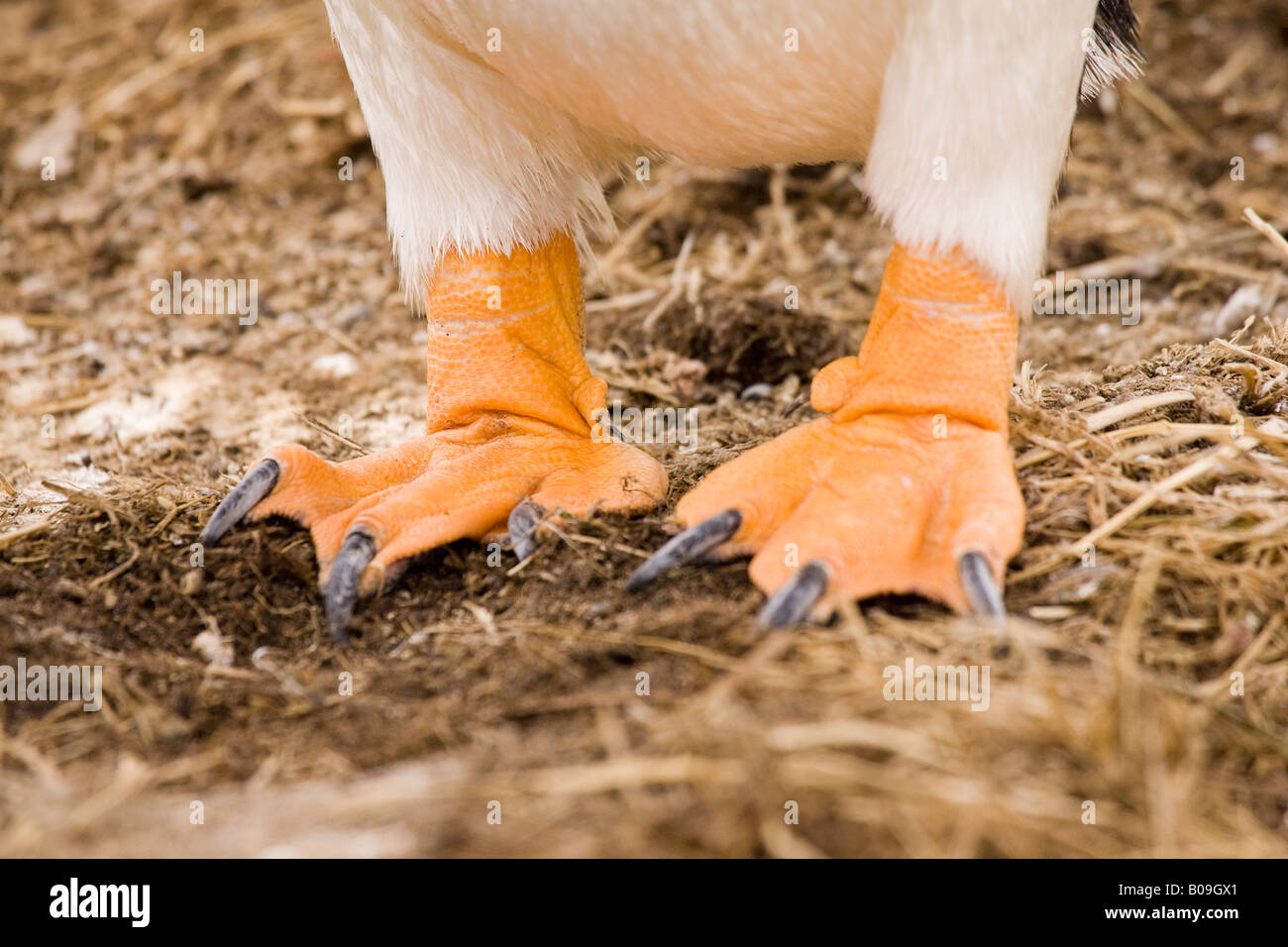 Clawed toe hi-res stock photography and images - Alamy