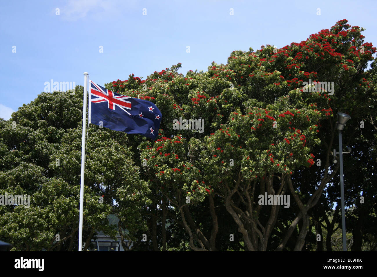 New Zealand flag flying in breeze, next to Pohutukawa trees in flower ...