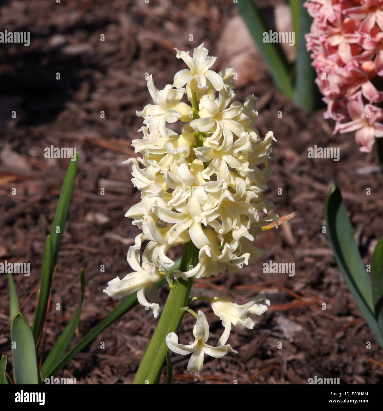 Hyacinth bulb growing in hi-res stock photography and images - Alamy