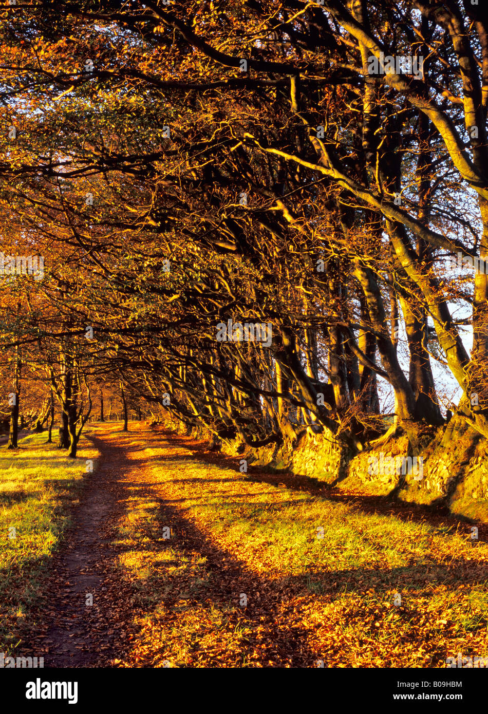 Sidelit trees in Autumn near Triscombe Stone Quantock Hills Stock Photo ...