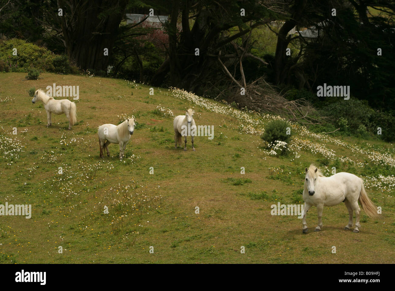 White ponies hi-res stock photography and images - Alamy