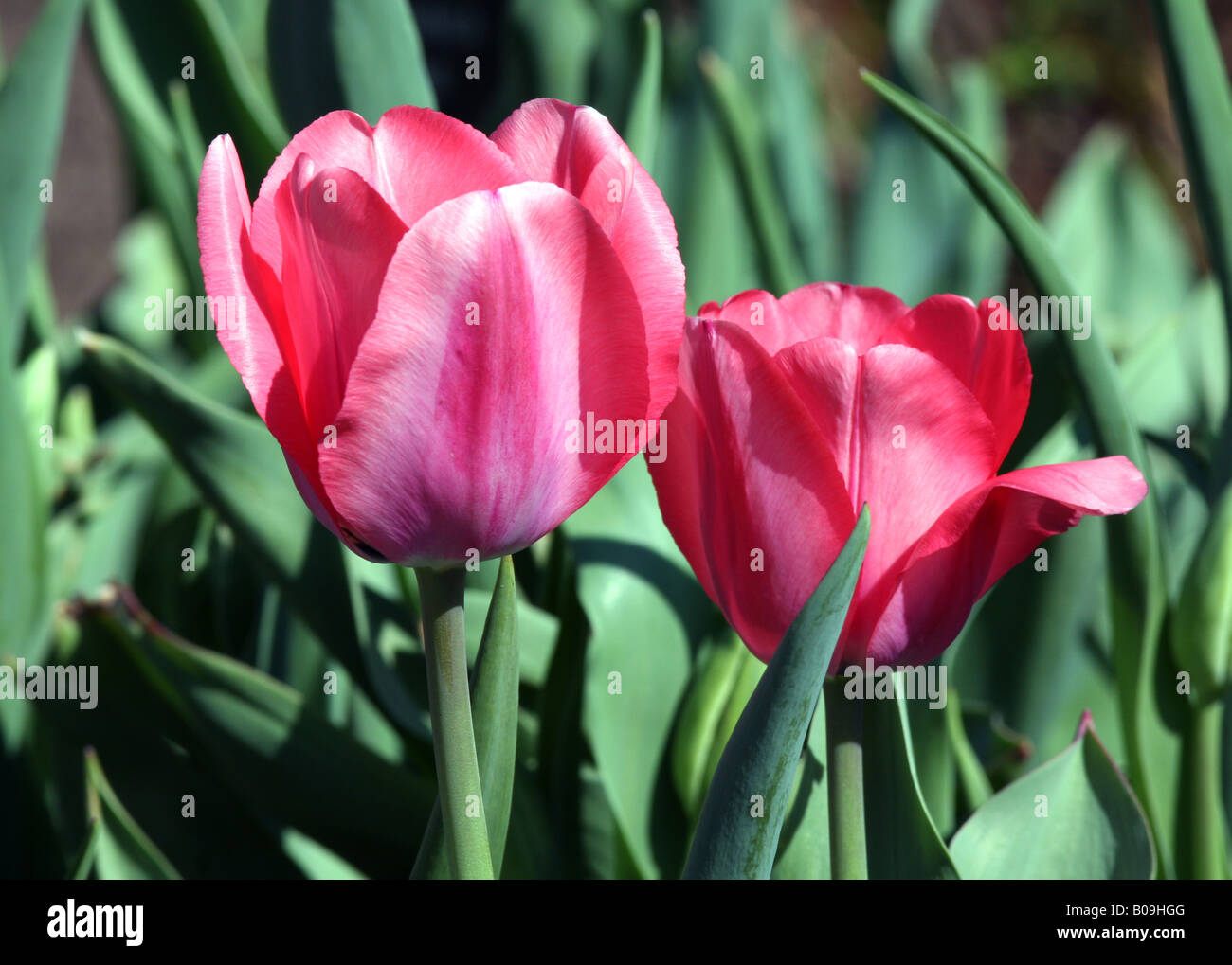 Two red tulips shot closeup Stock Photo - Alamy