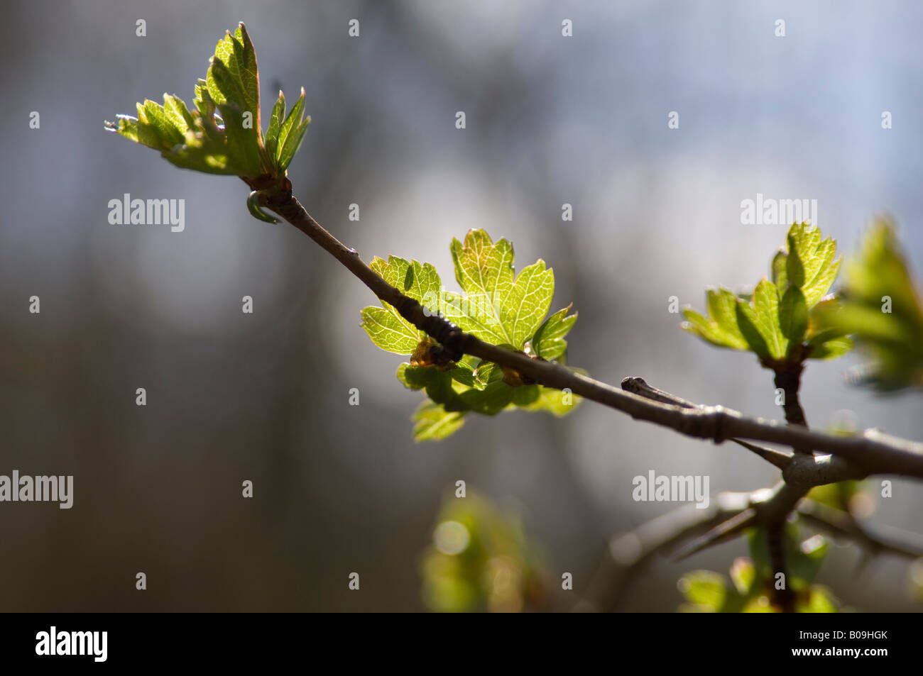 Backlit Hawthorn Leaves in Spring Lythe Valley Cumbria England Stock ...