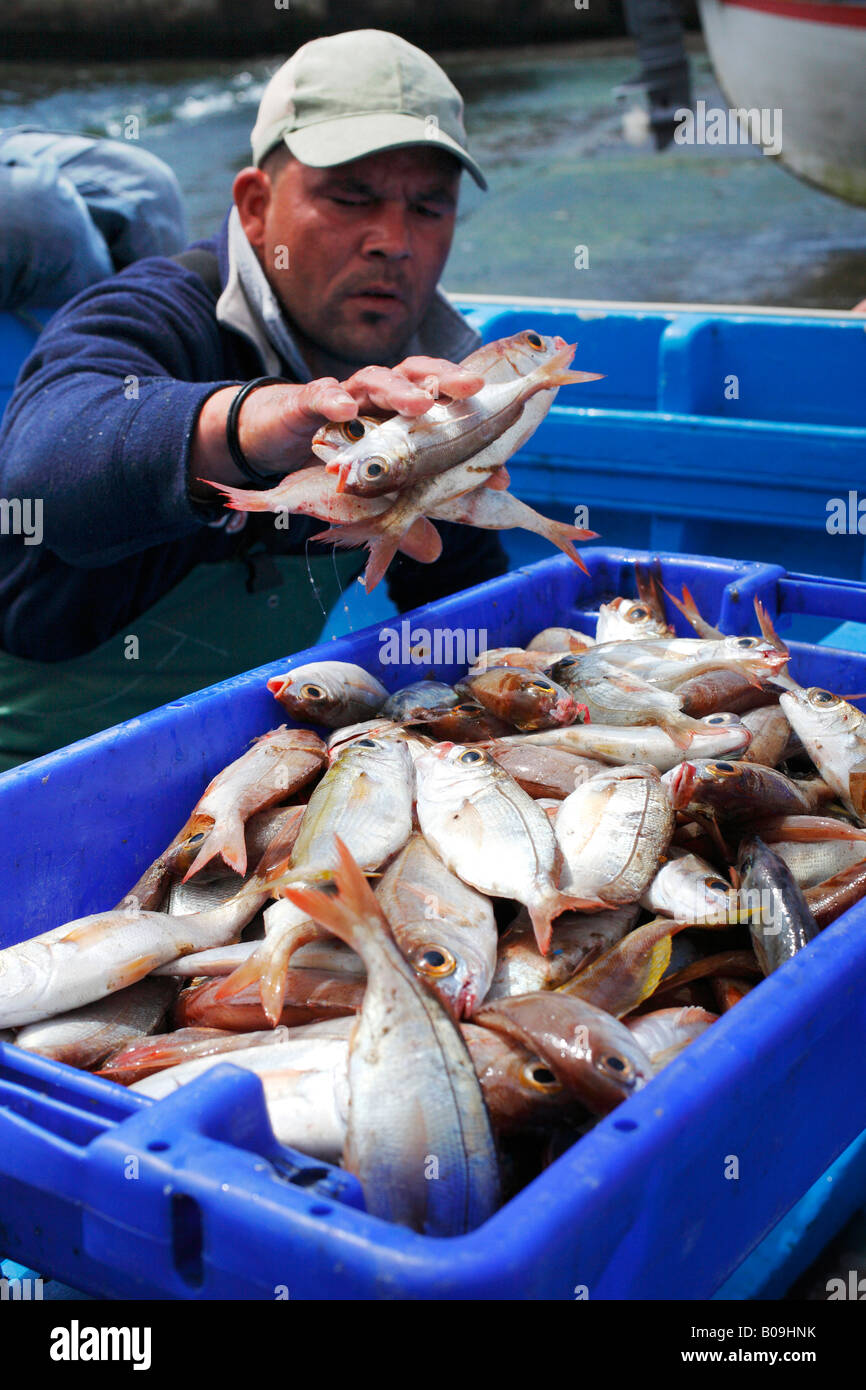 Azorean fisherman and his catch. Sao Miguel island, Azores, Portugal ...