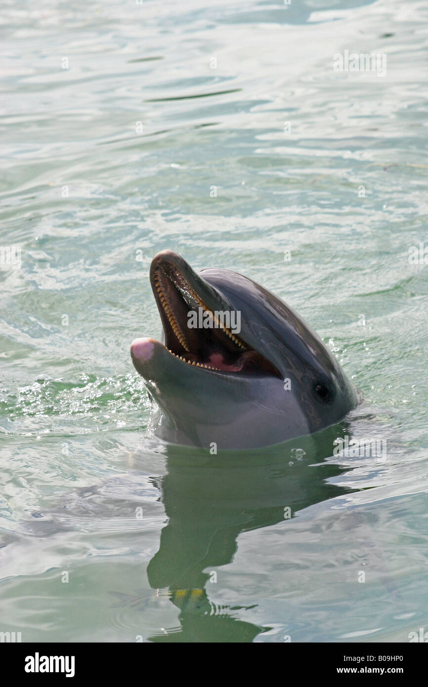 Flipper dolphin hi-res stock photography and images - Alamy