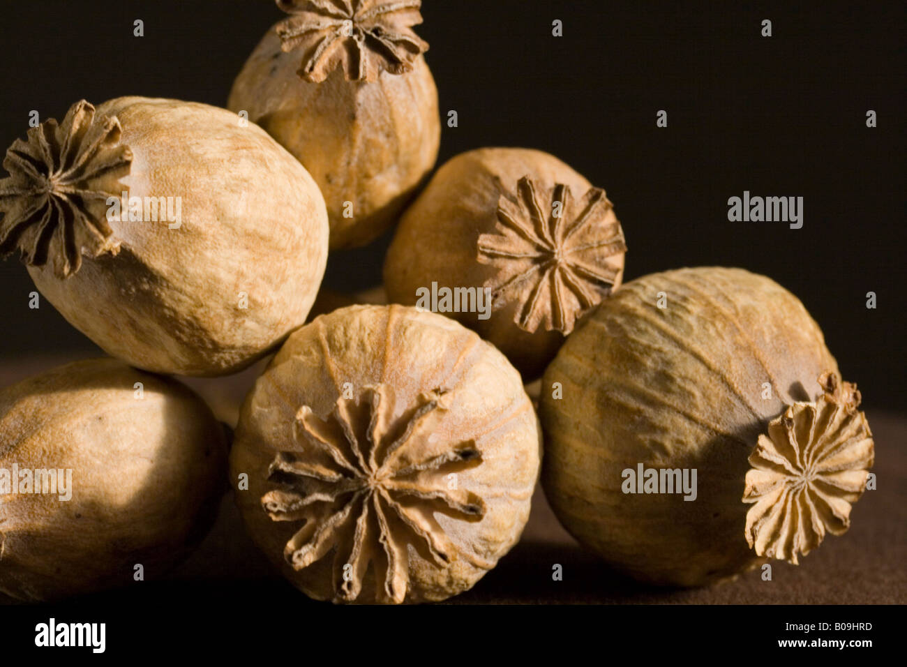 poppy, dry flowers, studio Stock Photo - Alamy