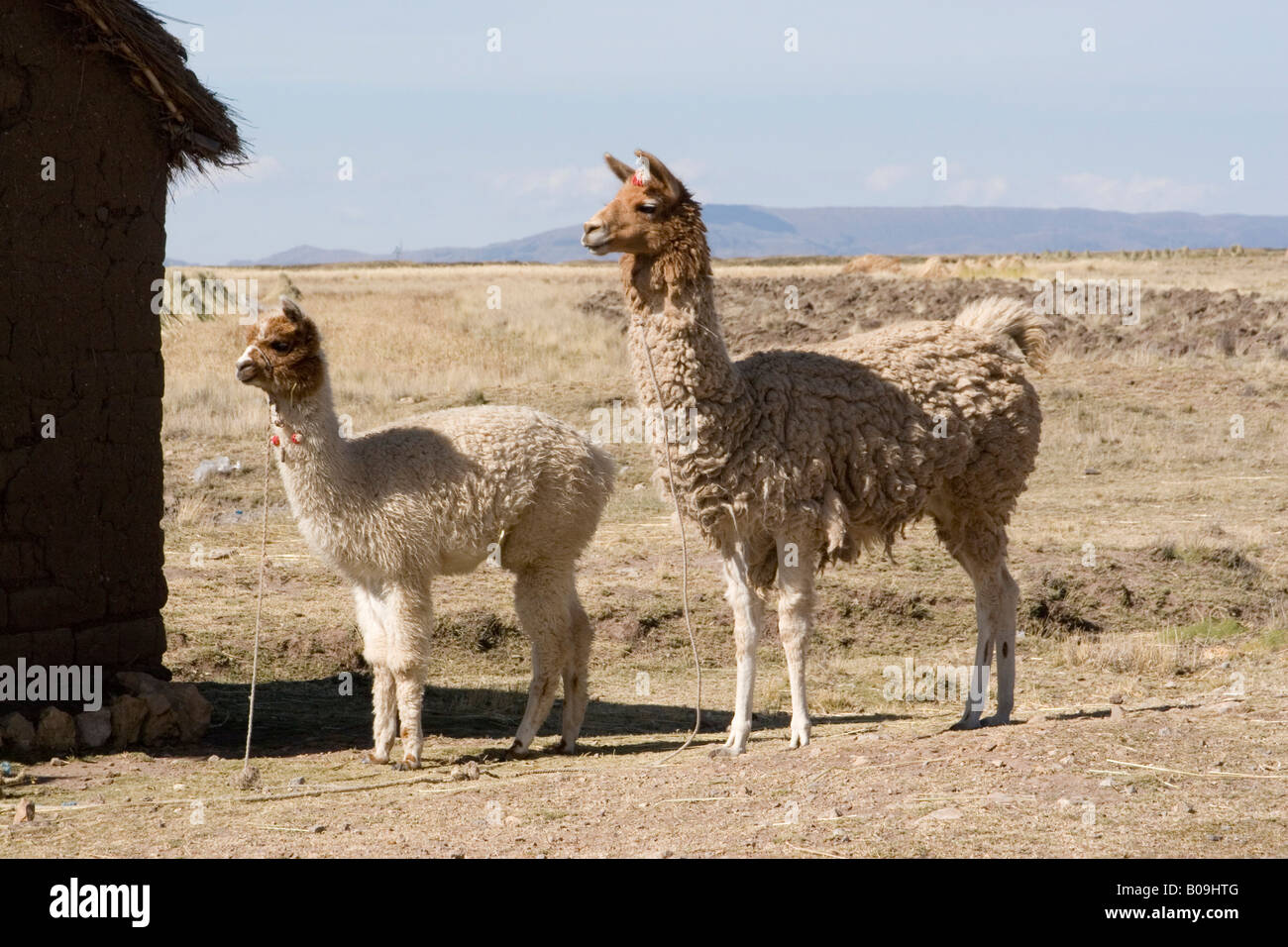 South America - Peru. Llamas outside local home near Puno Stock Photo ...