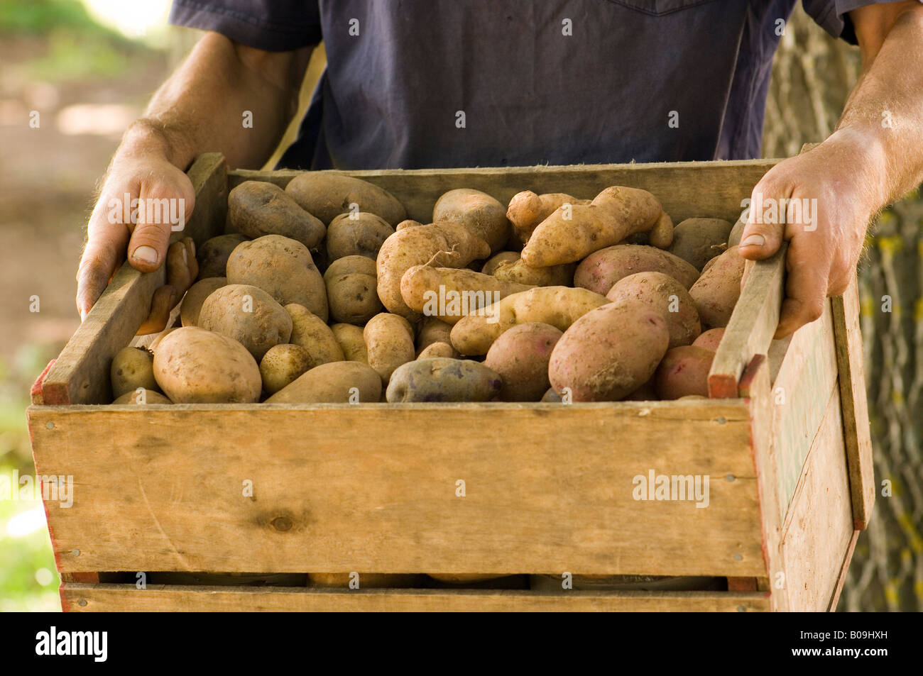 A photo of a large crate of potatoes Stock Photo - Alamy