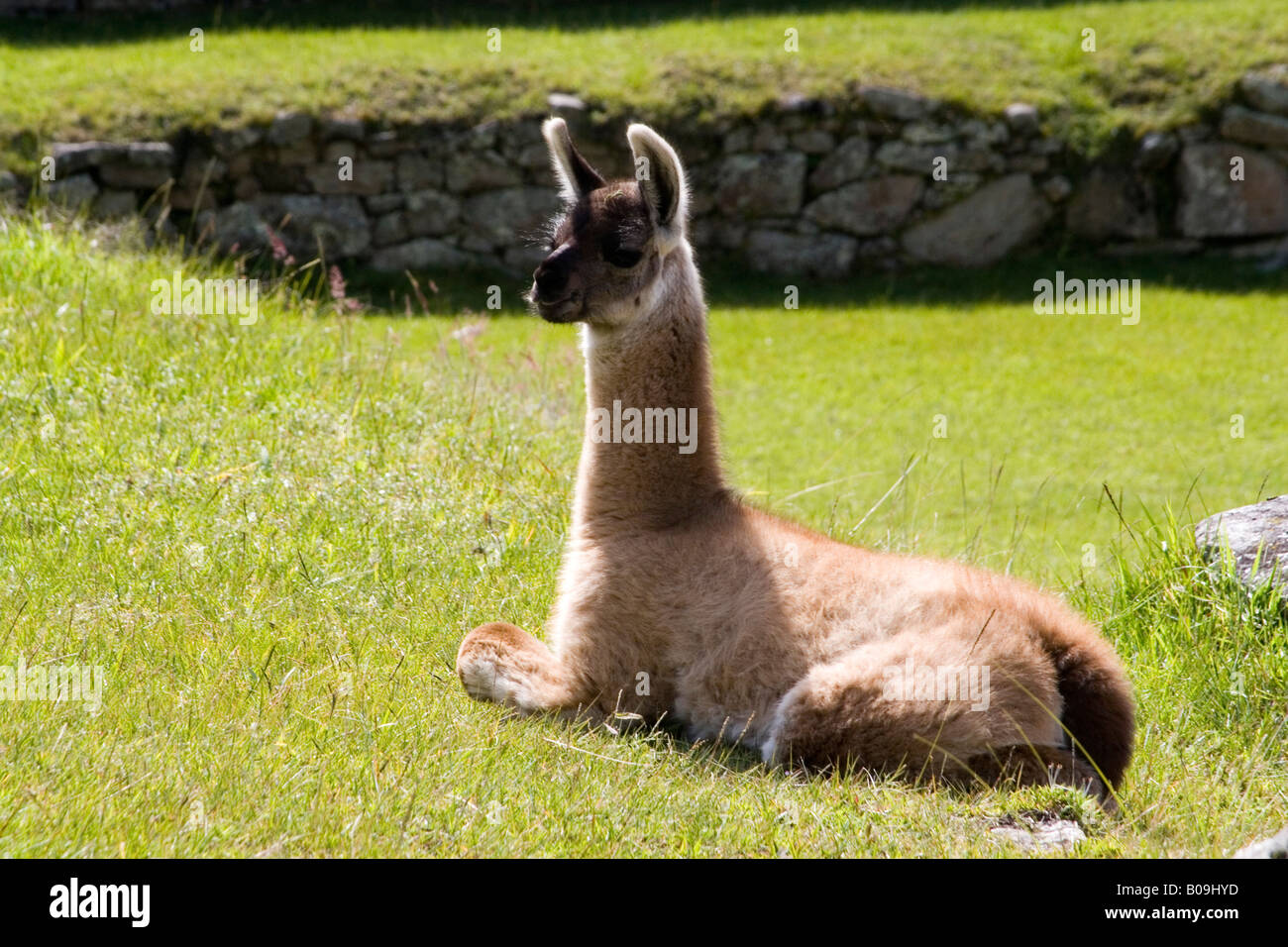 South America - Peru. Newborn llama resting on main plaza in the lost ...