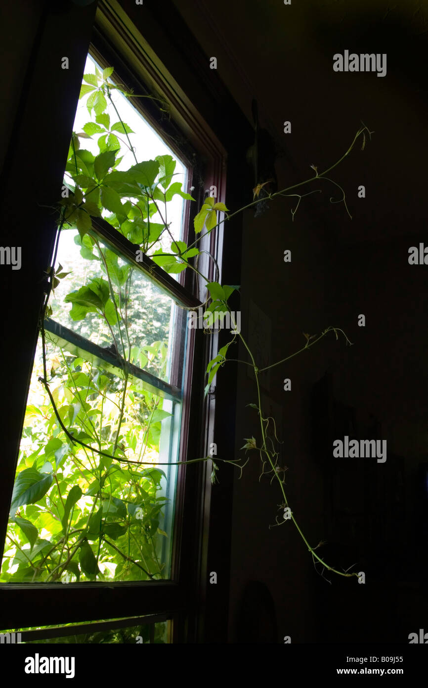 vegetation growing through house window Stock Photo - Alamy