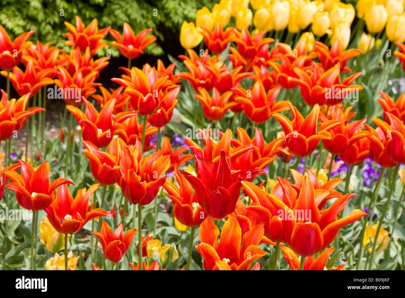 Queen of sheba flower hi-res stock photography and images - Alamy