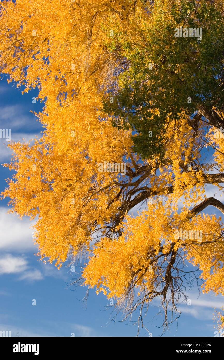 Populus sargentii hi-res stock photography and images - Alamy
