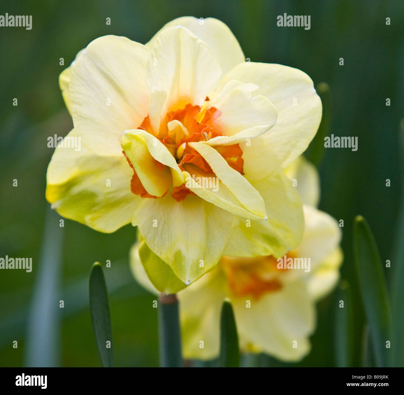yellow double daffodil Stock Photo - Alamy