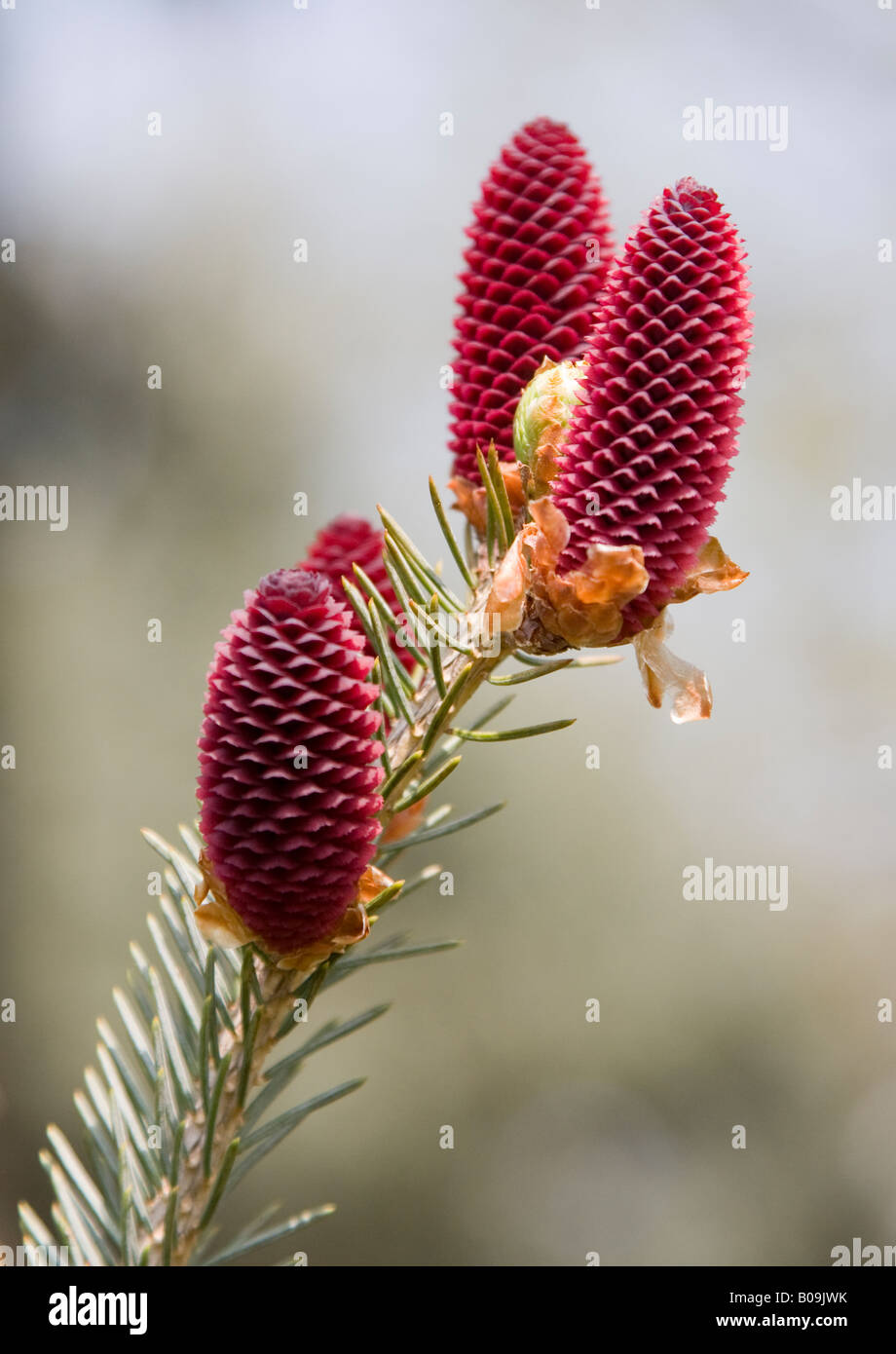 red fir cones in spring Stock Photo - Alamy