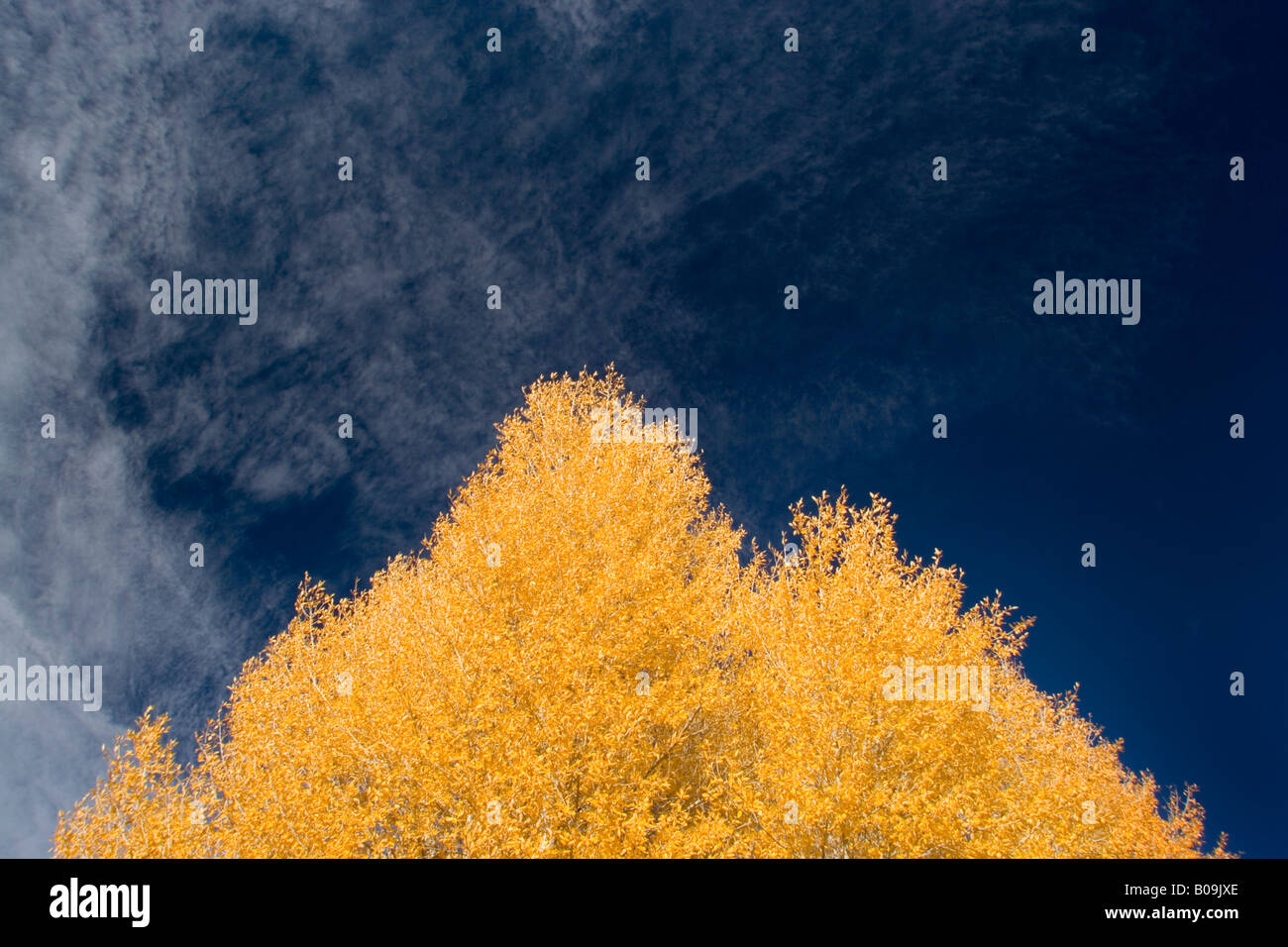 Trembling Aspen, (Populus tremuloides), against blue sky Stock Photo ...
