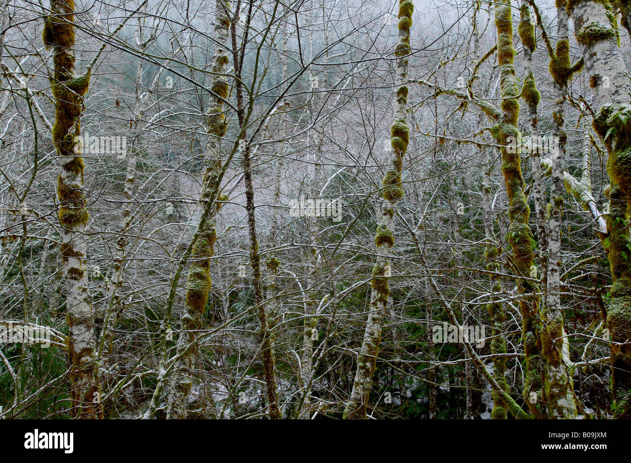 Stream valley in the new Wild Sky Wilderness Area in the North Cascade ...