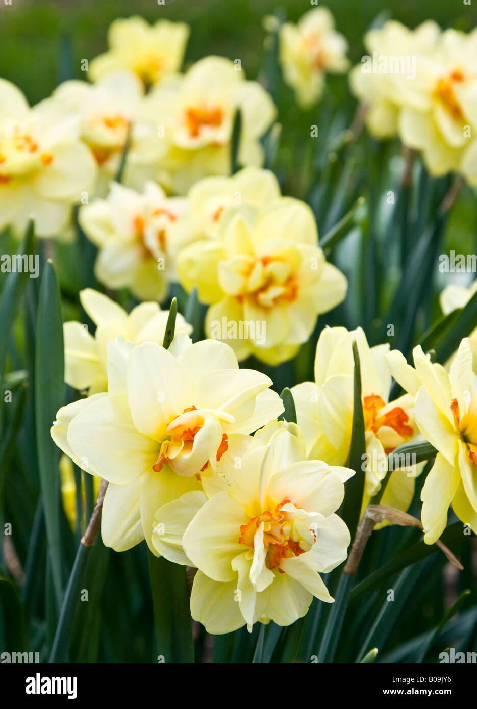 yellow double daffodil Stock Photo - Alamy