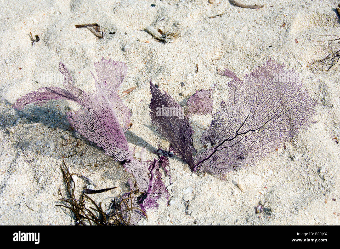 Purple colored underwater sea fans Gorgonia ventalina on the beach at ...