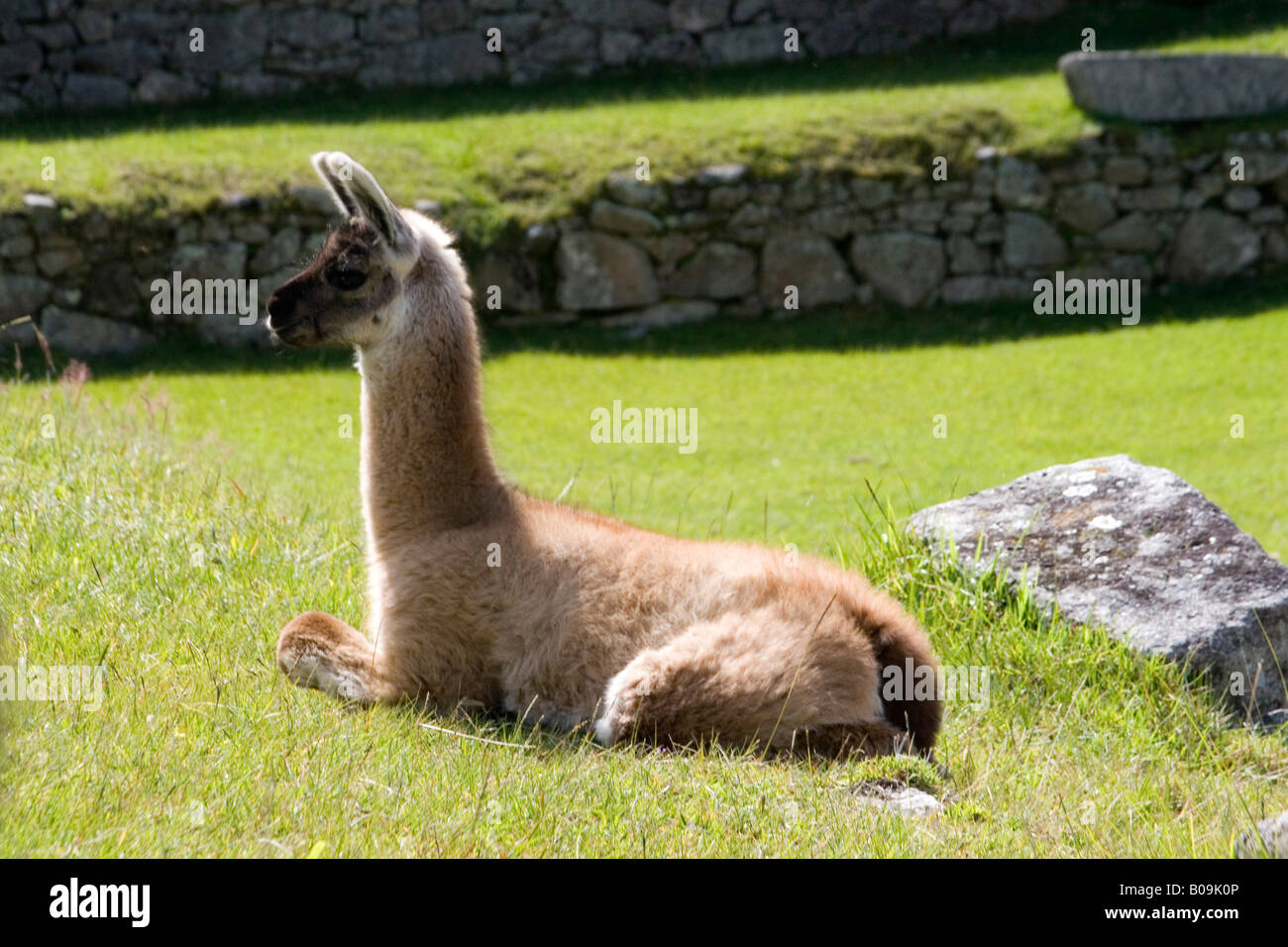 South America - Peru. Newborn llama resting on main plaza in the lost ...
