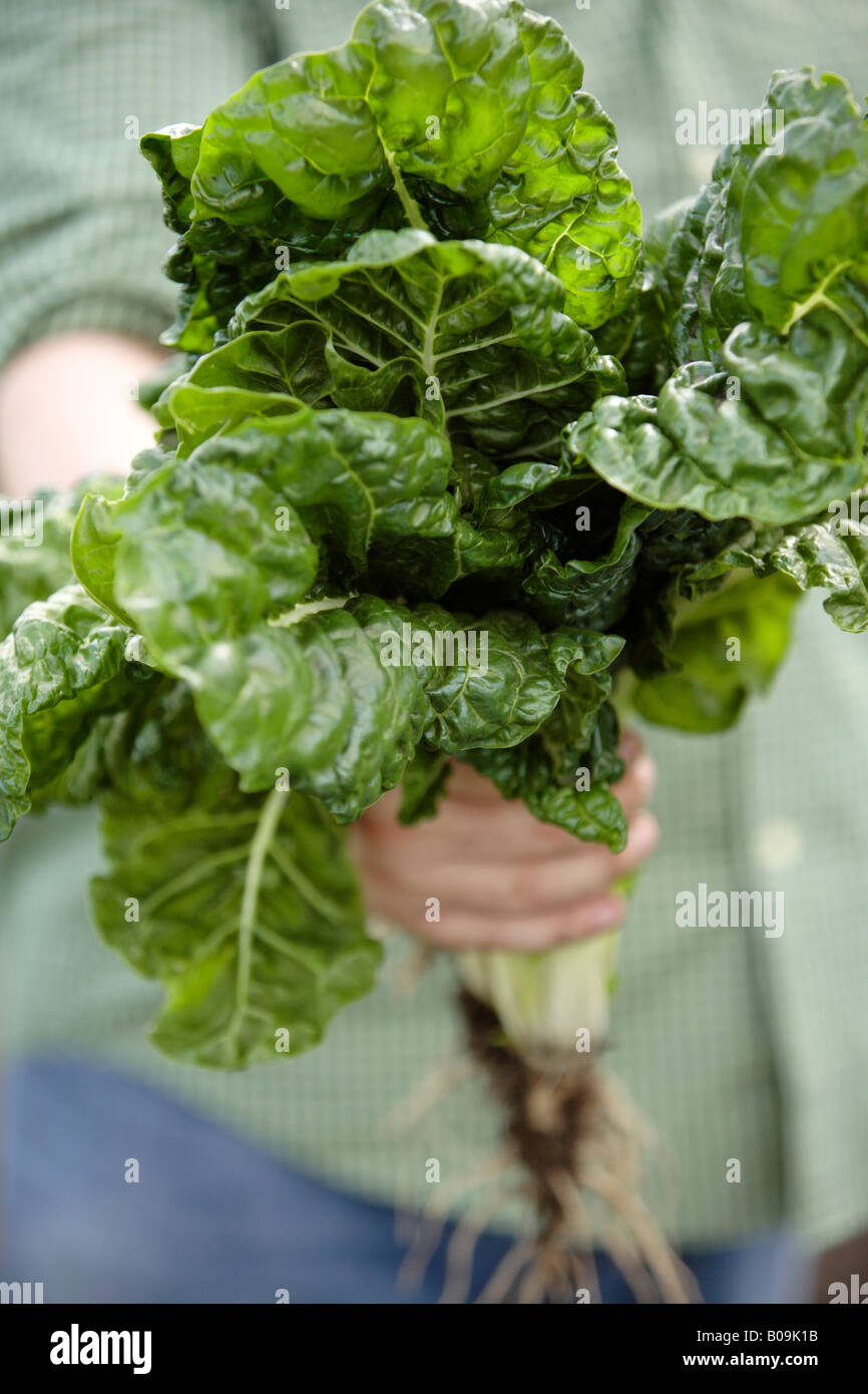 A handful of food vegetables spinach Stock Photo - Alamy