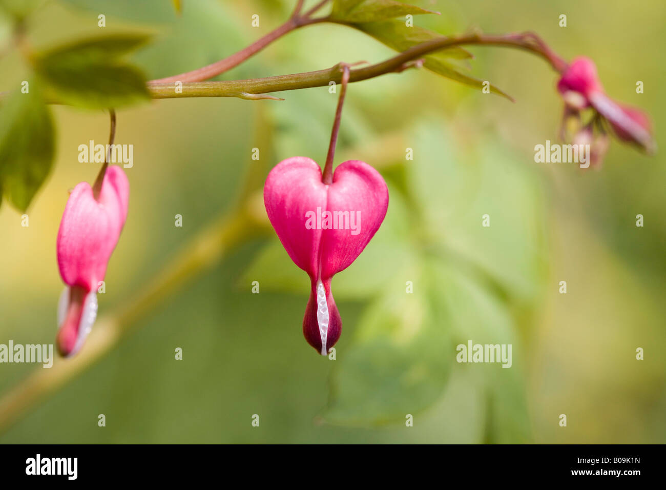 "Bleeding Hearts" Dicentra Spectabilis Stock Photo - Alamy