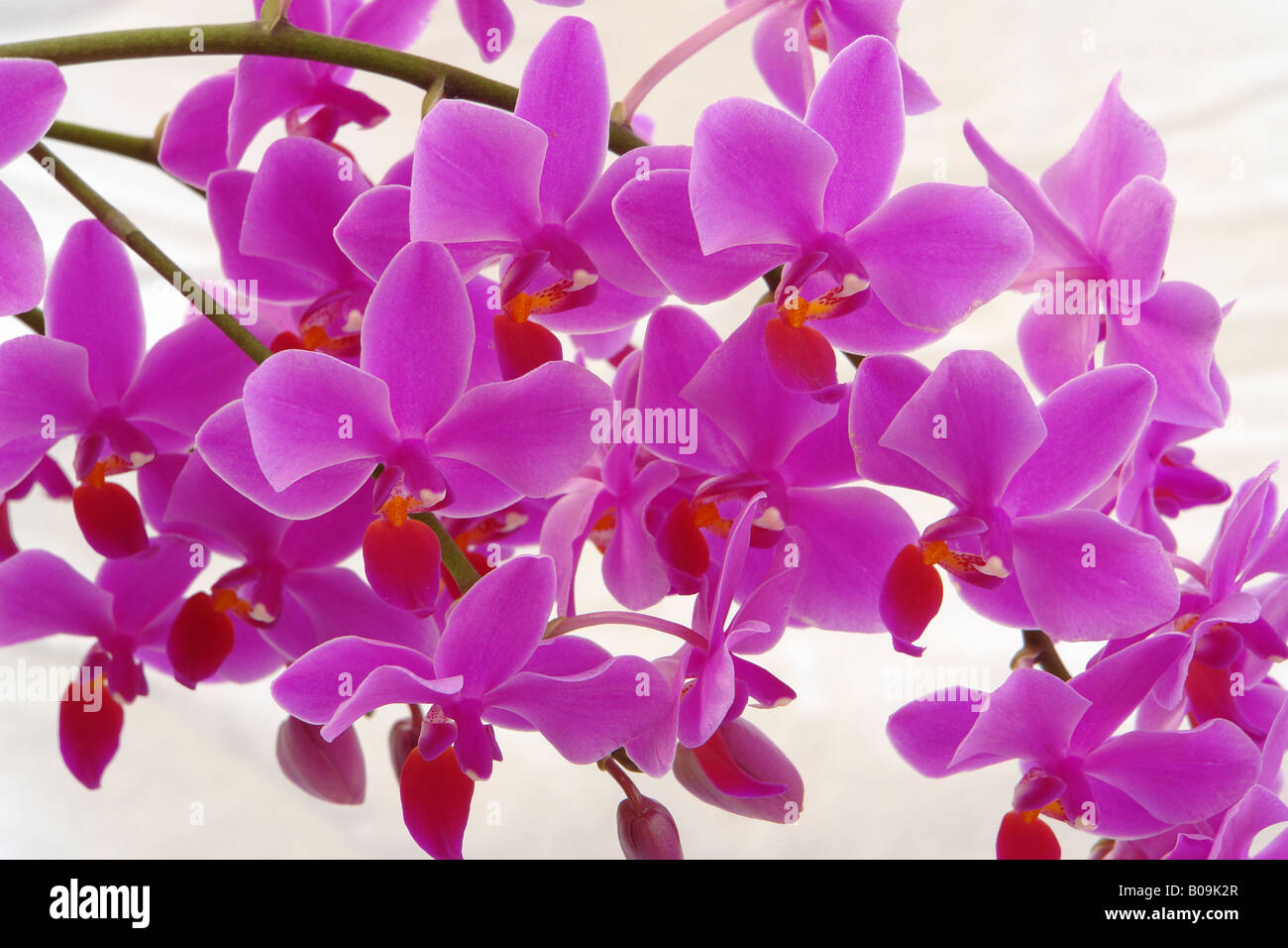 Orchid bank hi-res stock photography and images - Alamy