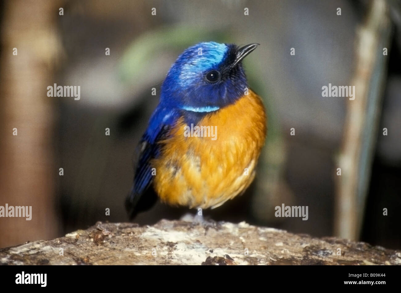 Male Eastern Bluebird Sialia sialis - Captive Stock Photo - Alamy