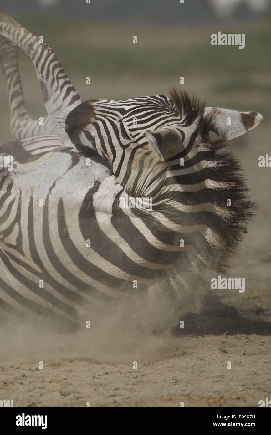 zebra dust rolling Stock Photo - Alamy