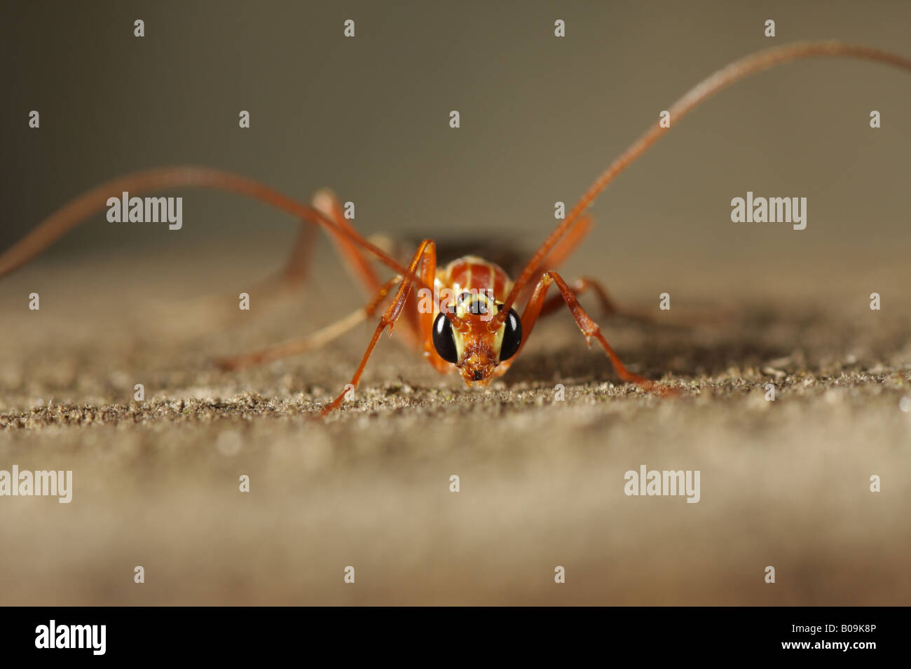 Yellow Ophion - Ophion luteus Stock Photo - Alamy
