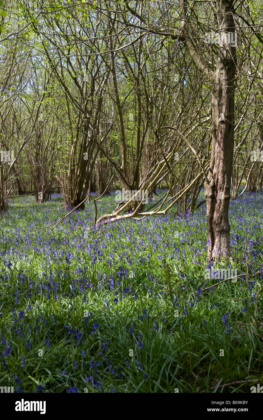 English wilderness hi-res stock photography and images - Alamy