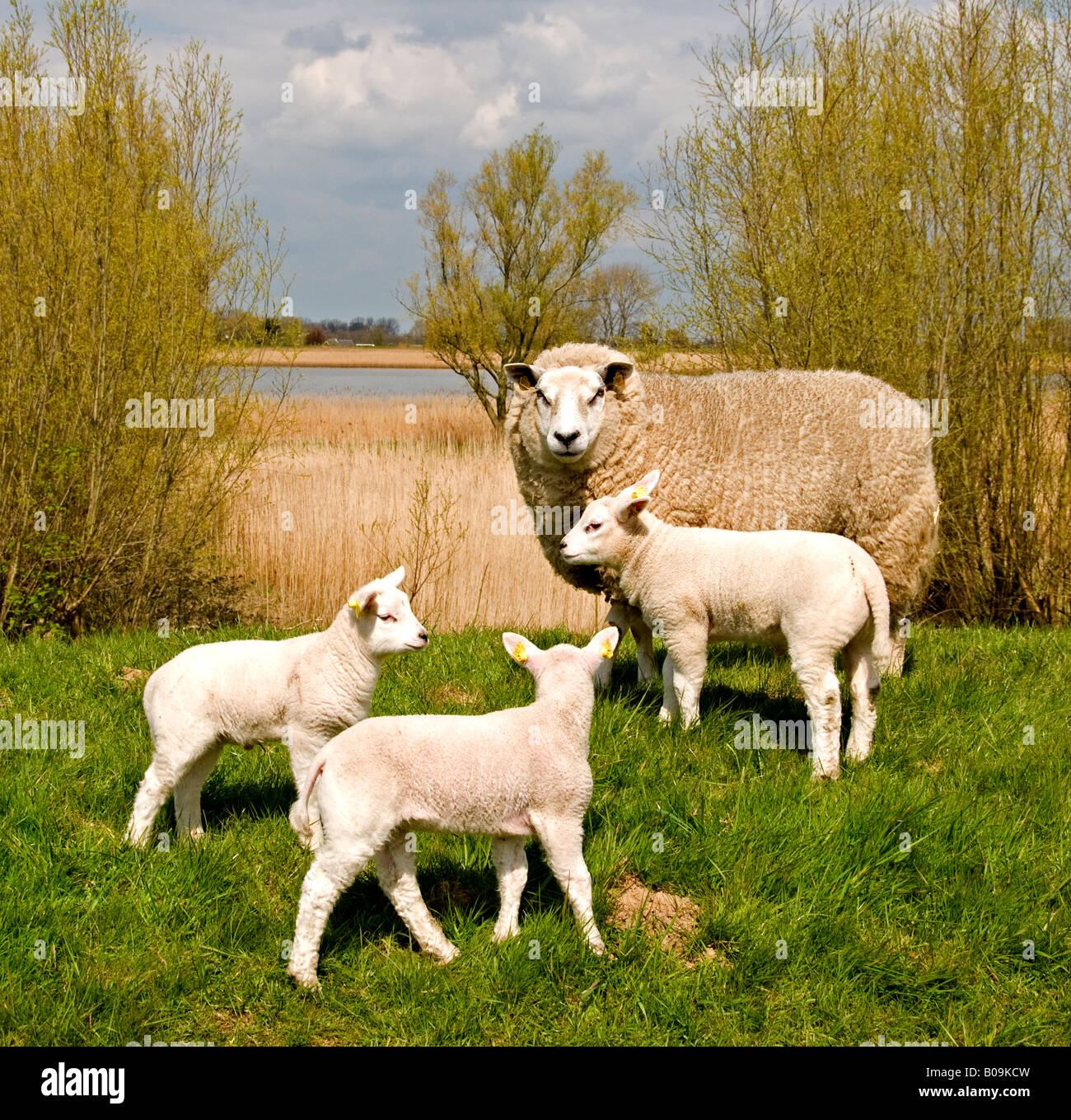 The netherlands sheep lamb lek river dike bank dam hi-res stock ...