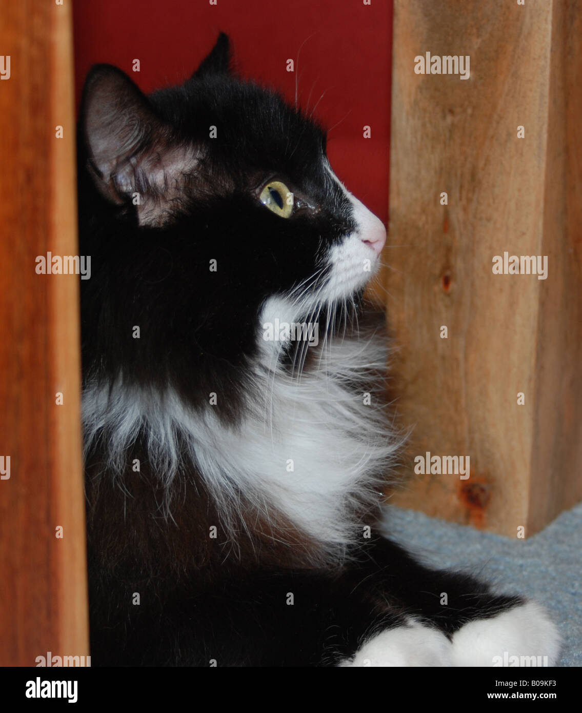 Black and white female domestic cat Stock Photo - Alamy