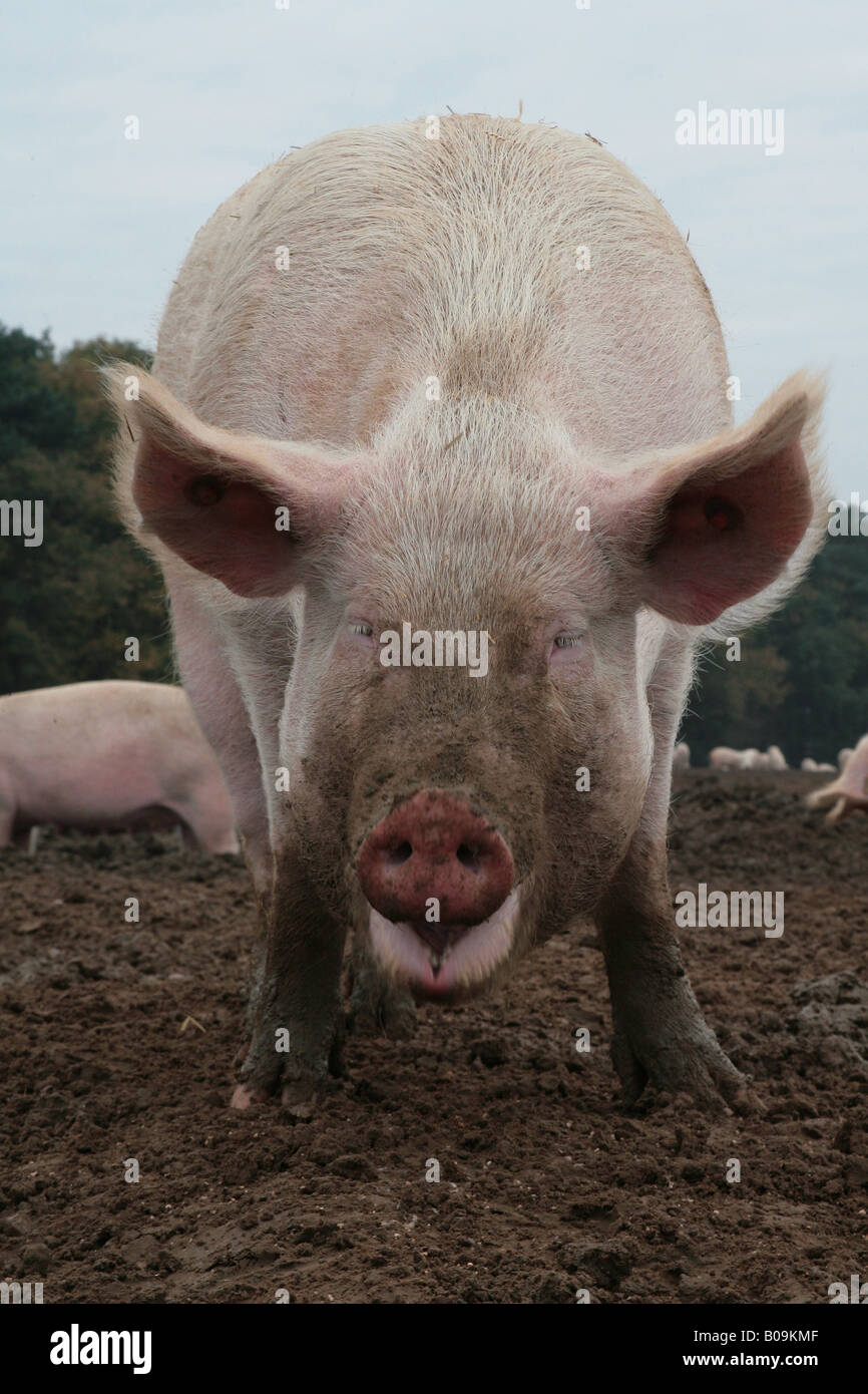 Nosey pig hi-res stock photography and images - Alamy