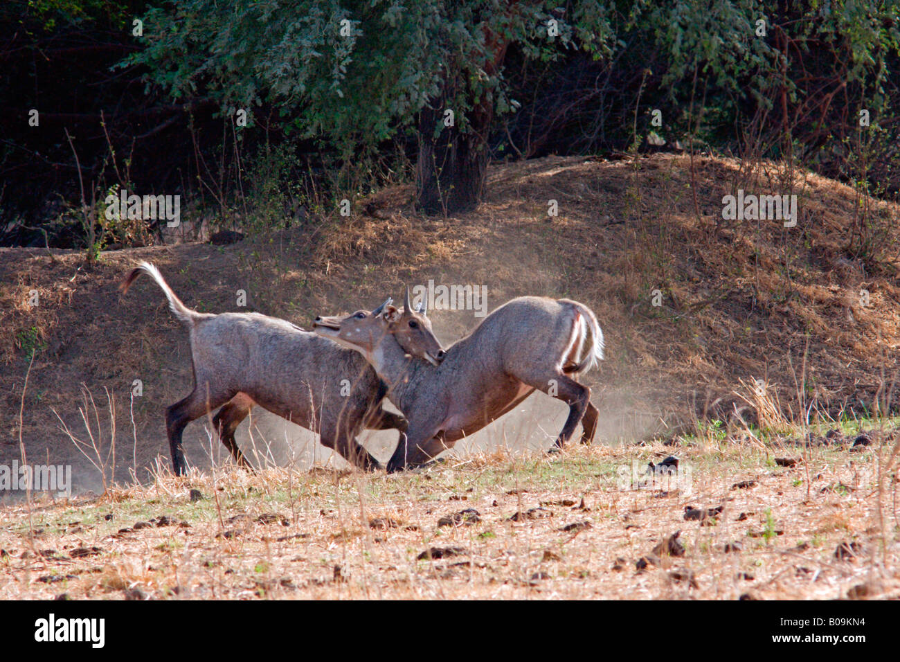 Nilgai Antelopes Fighting Stock Photo - Alamy