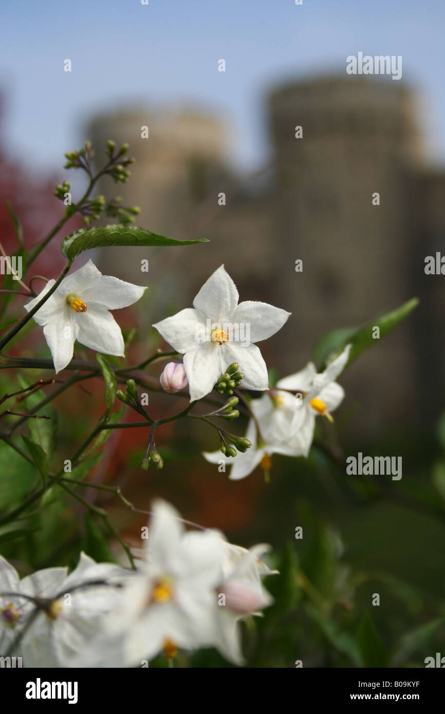 Britain flower hi-res stock photography and images - Alamy