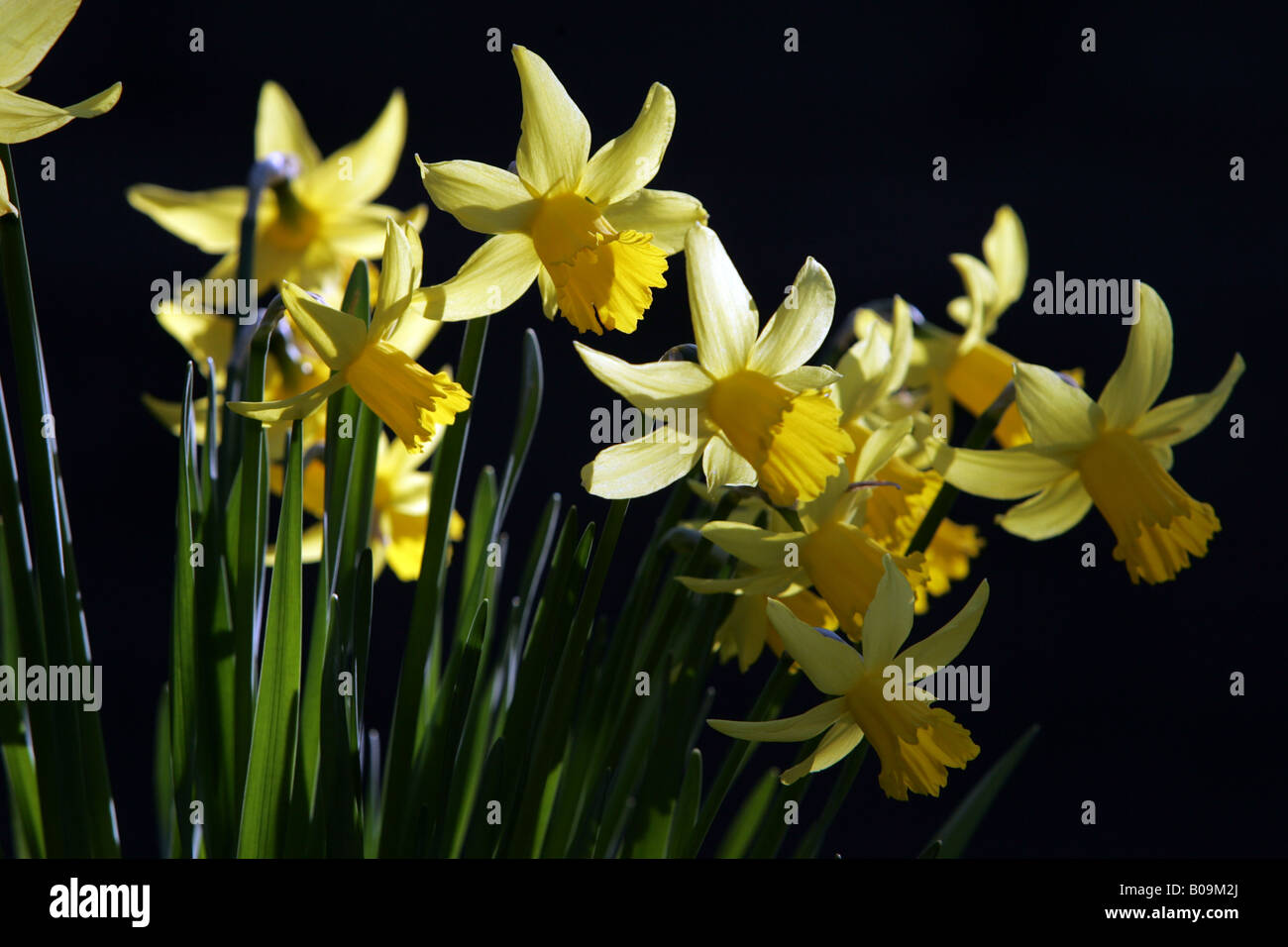 Daffodils spring planter hi-res stock photography and images - Alamy