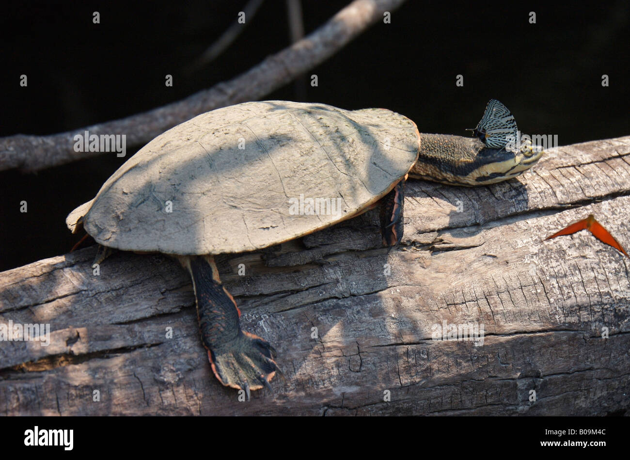 freshwater Amazonian river turtle with butterflies Stock Photo - Alamy