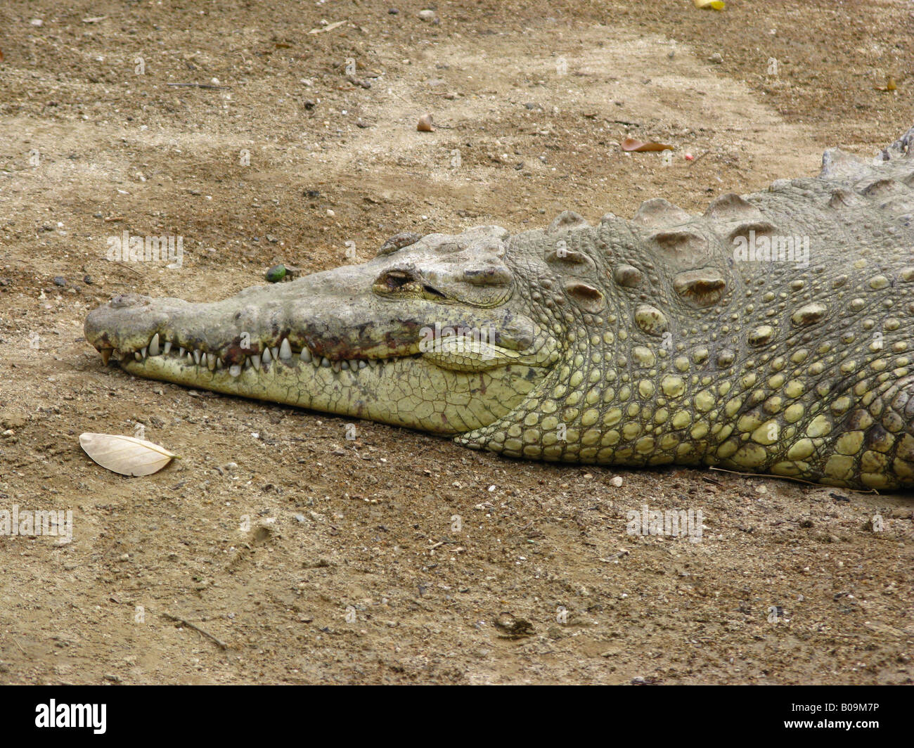 Crocodylus Intermedius High Resolution Stock Photography and Images - Alamy