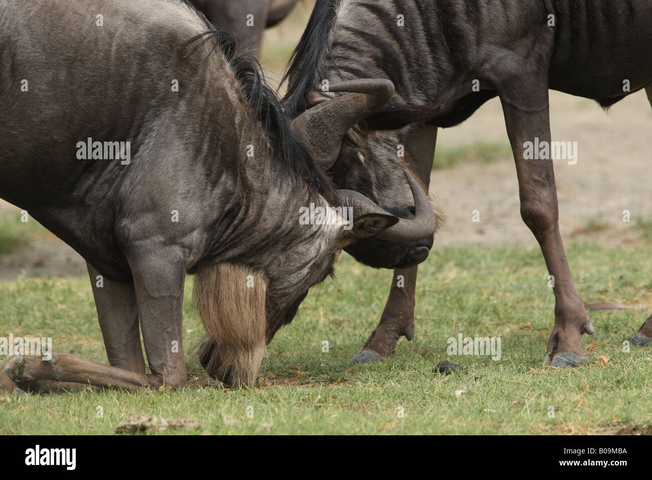 Gnu species hi-res stock photography and images - Alamy