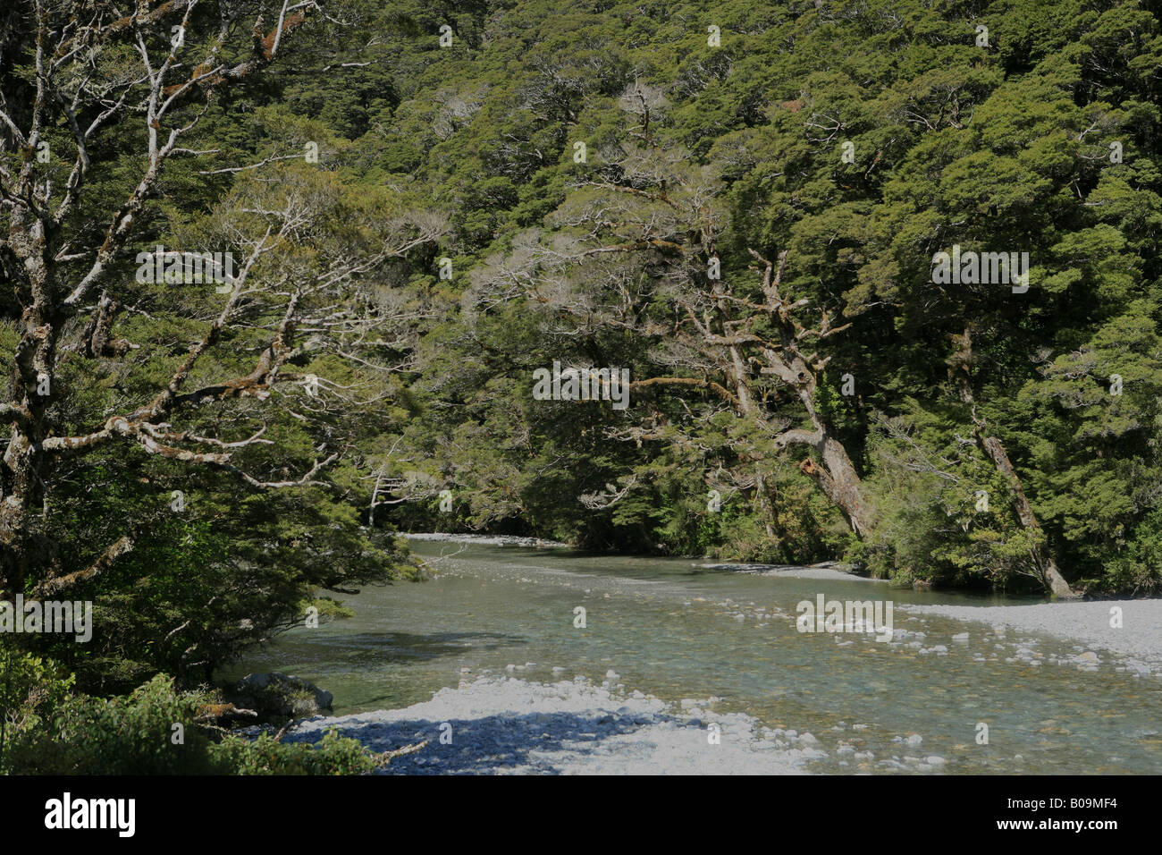 Haast river on route 6 South of Fantail falls Stock Photo - Alamy