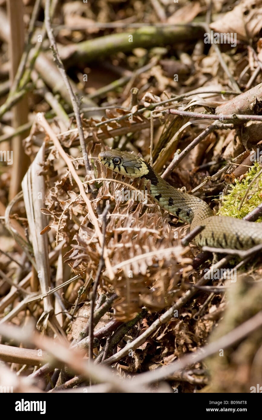 Grass Snake Natrix natrix close-up of head & upper body in dead bracken ...