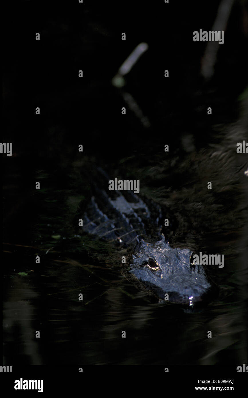 Missisipiensis hi-res stock photography and images - Alamy