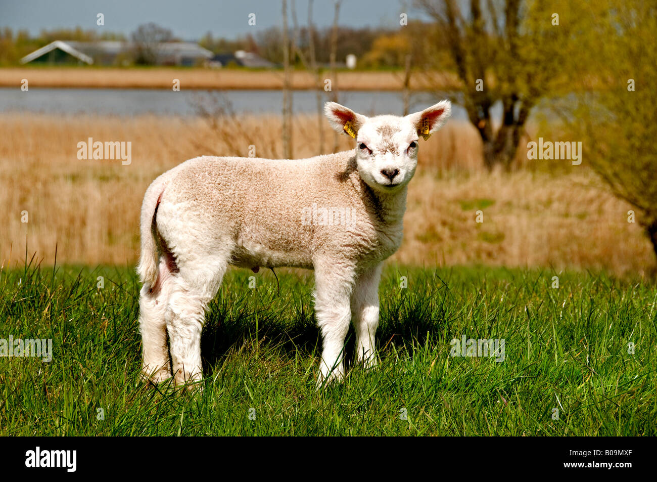 Netherlands sheep lamb lek river dike bank dam hi-res stock photography ...