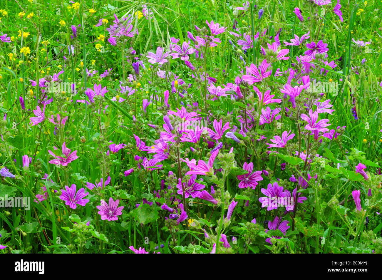 flowers of common mallow Stock Photo - Alamy